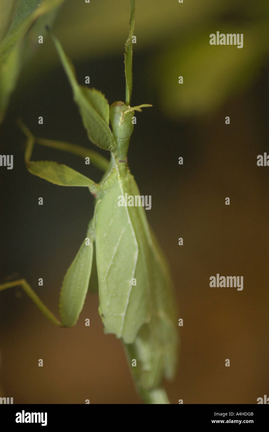 Leaf Insect Phastomatodea phyllium Philippines Asia camouflage mimetism ...