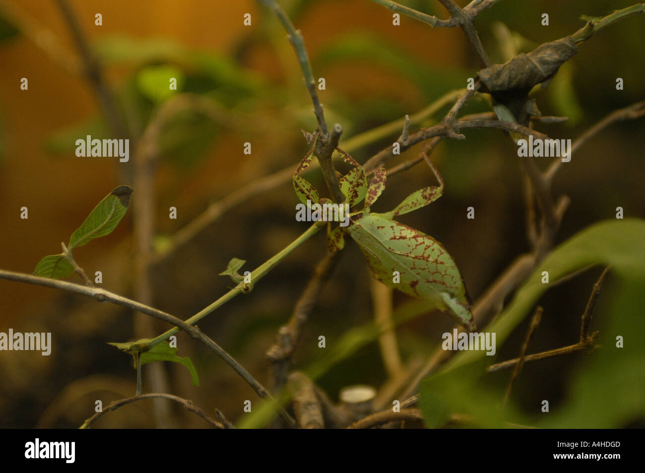 Phastomatodea hi-res stock photography and images - Alamy