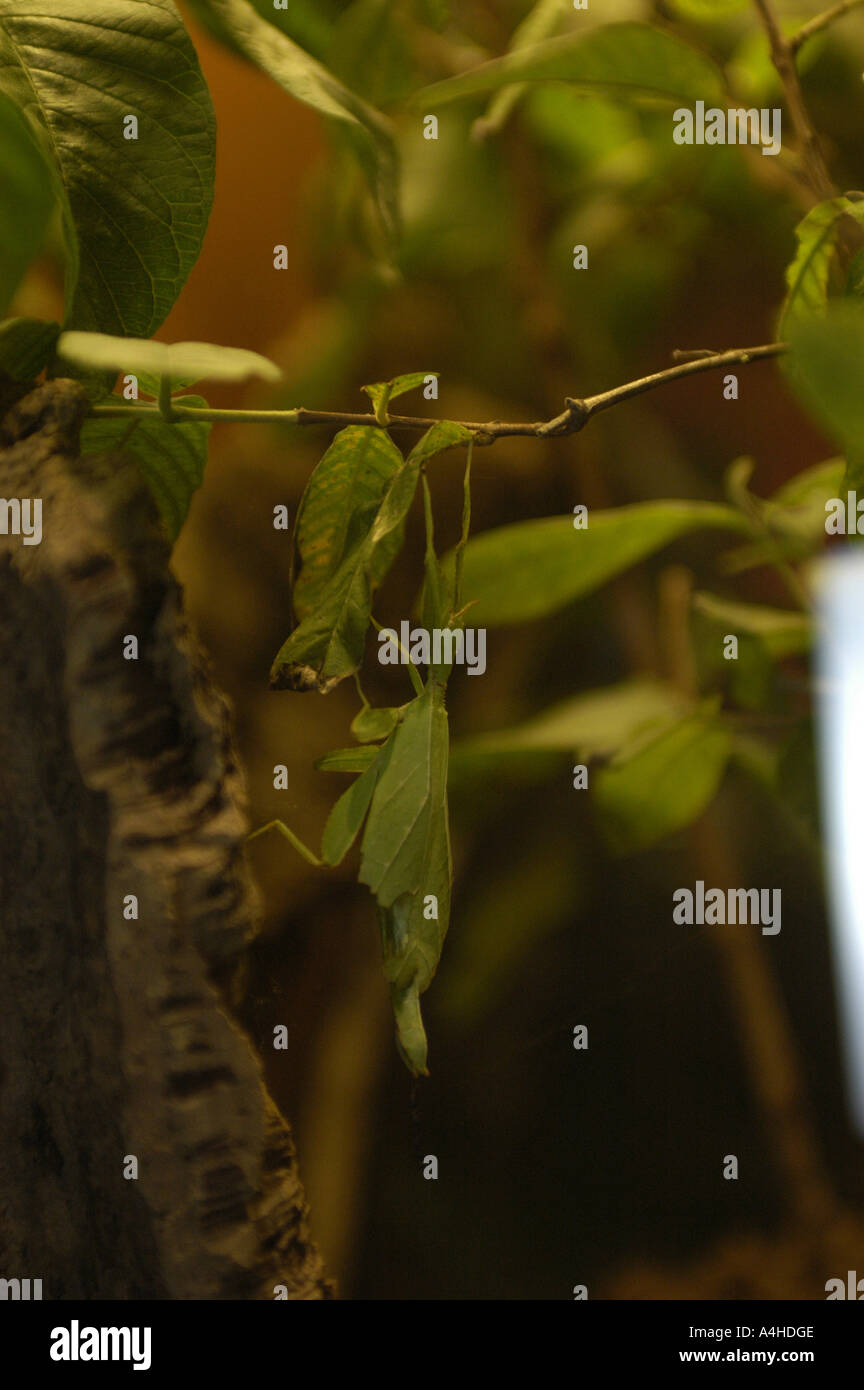 Leaf Insect Phastomatodea phyllium Philippines Asia camouflage mimetism ...