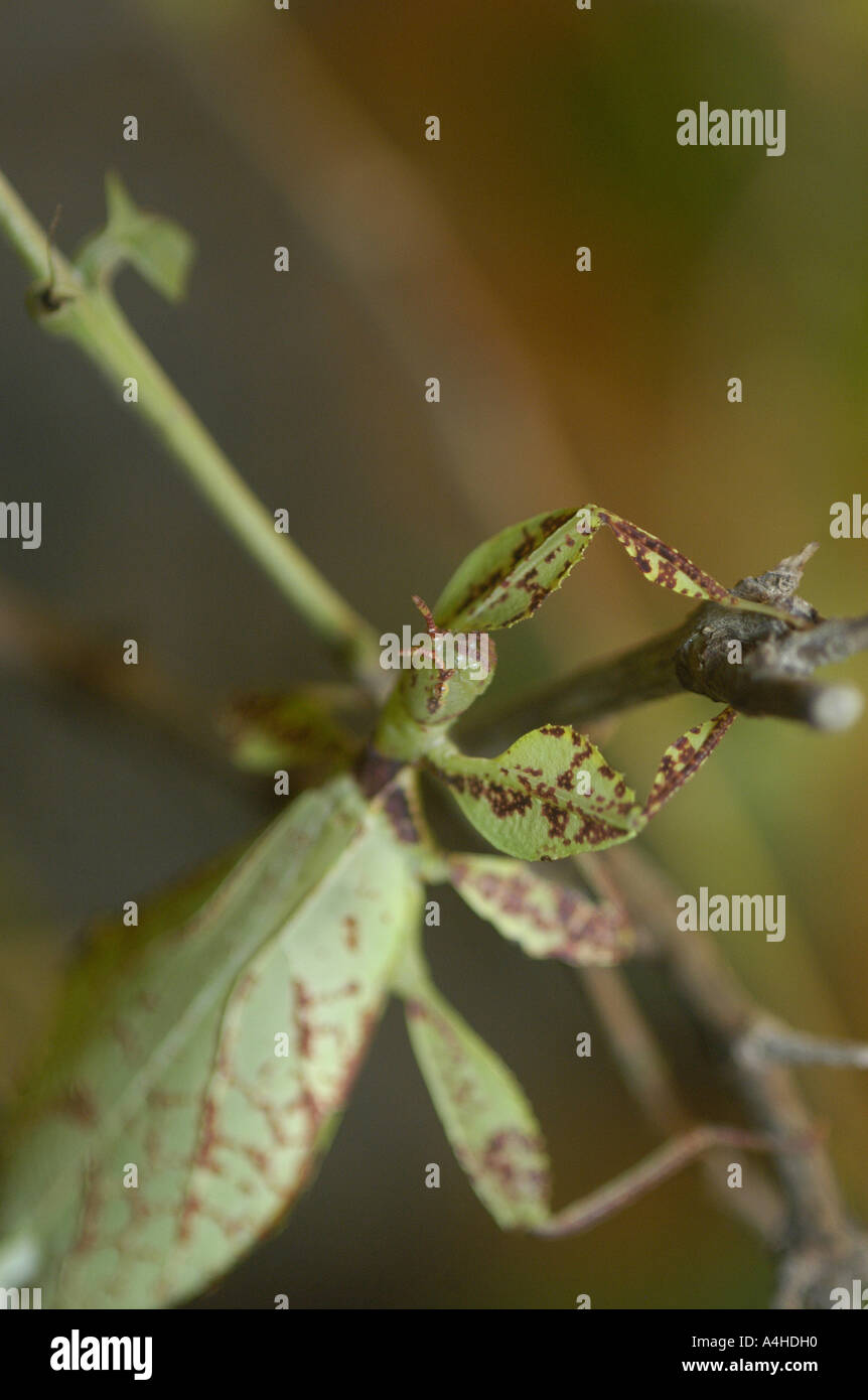Leaf Insect Phastomatodea phyllium Philippines Asia camouflage mimetism ...