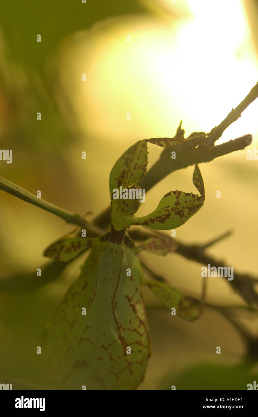 Leaf Insect Phastomatodea phyllium Philippines Asia camouflage mimetism ...