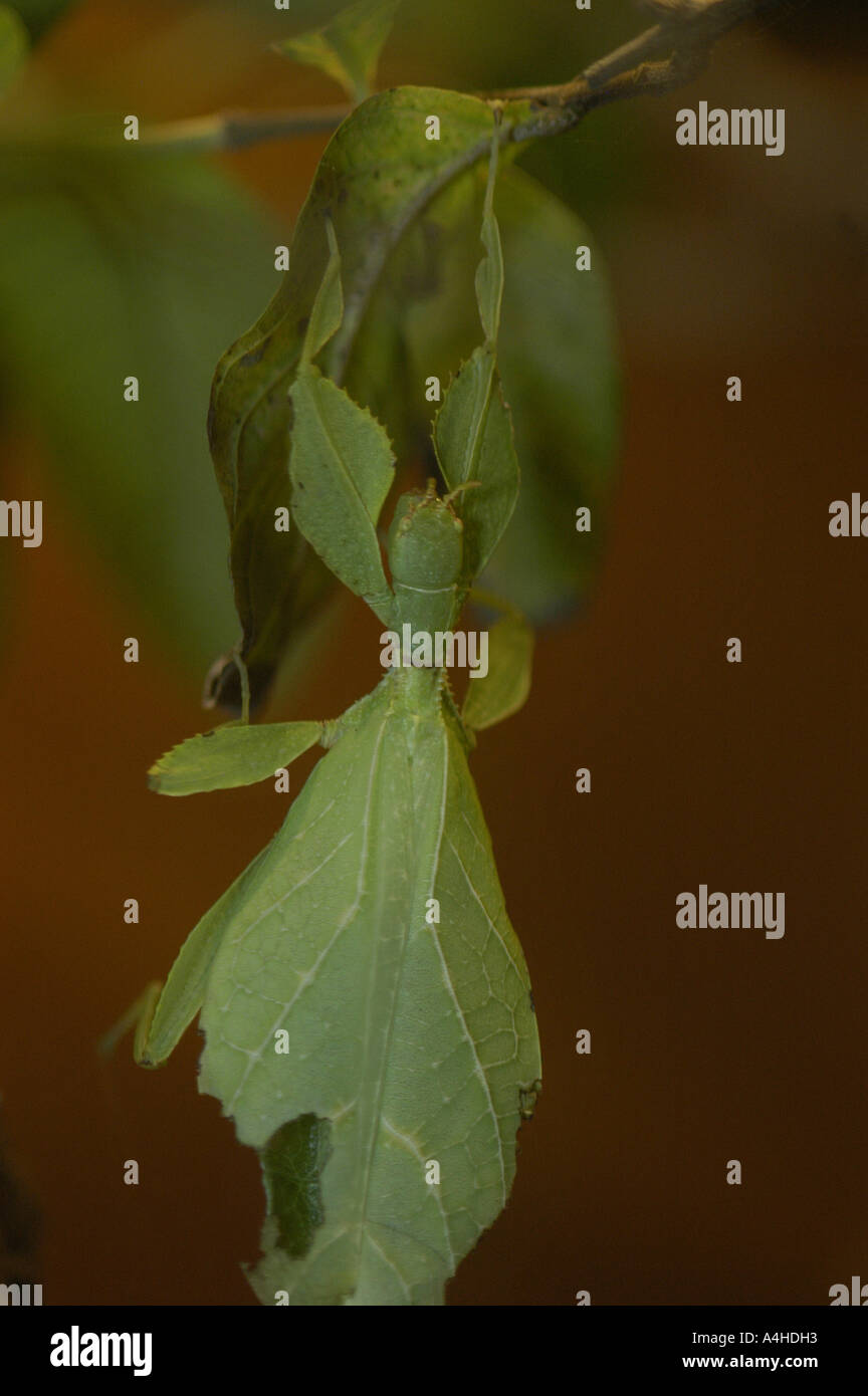 Leaf Insect Phastomatodea phyllium Philippines Asia camouflage mimetism ...