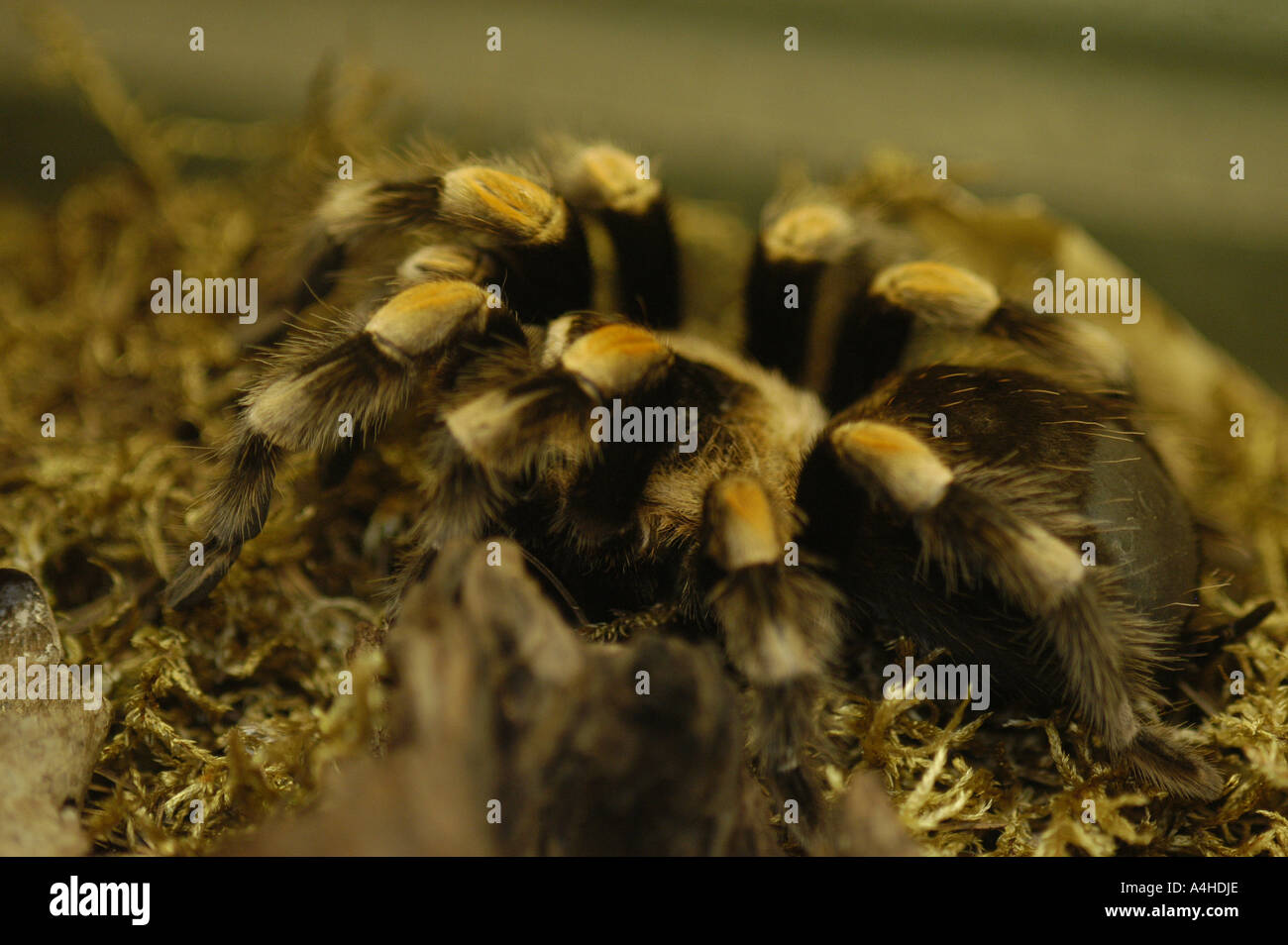 Mexican redknee Ground tarantula Brachypelma smithii spider poison ...