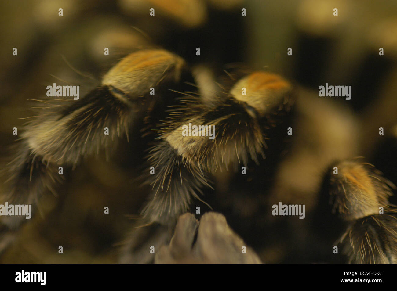 Mexican redknee Ground tarantula Brachypelma smithii spider poison ...