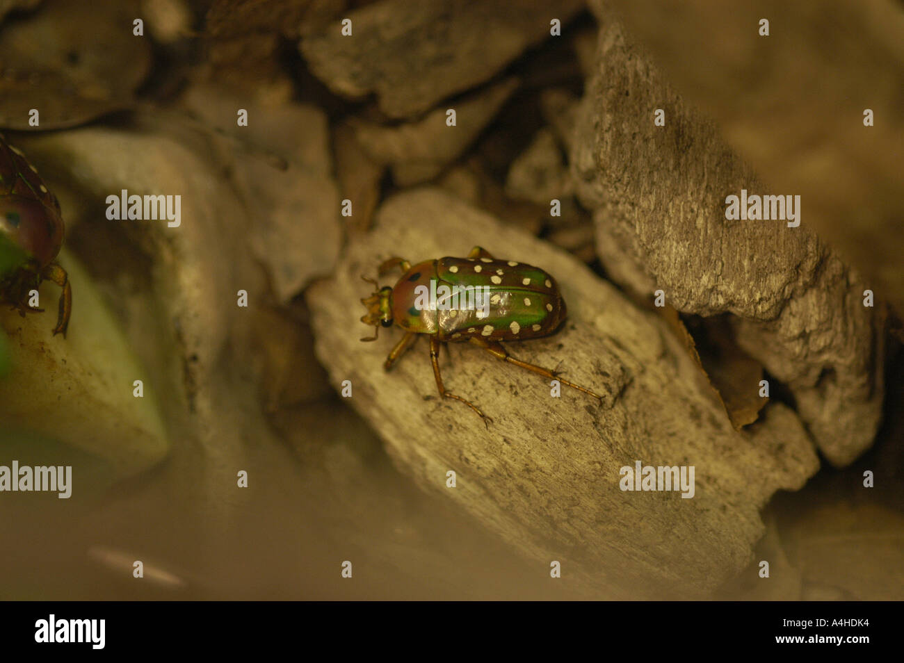 Flower Beetle Stephanorrhina princeps Tanzania Africa insect colorful ...