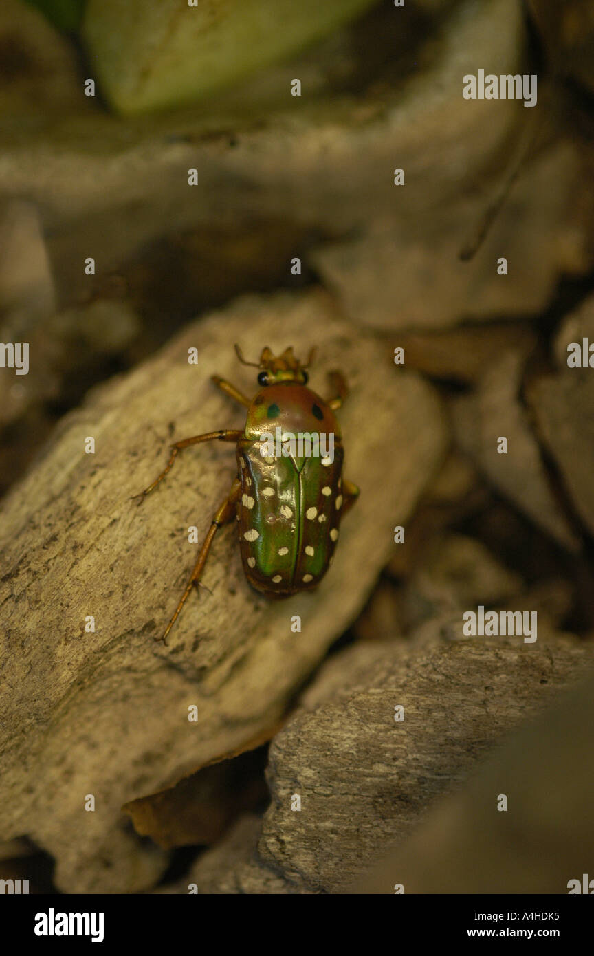 Endopterygota eukaryotae eukaryote flower flower beetle geographic hi ...