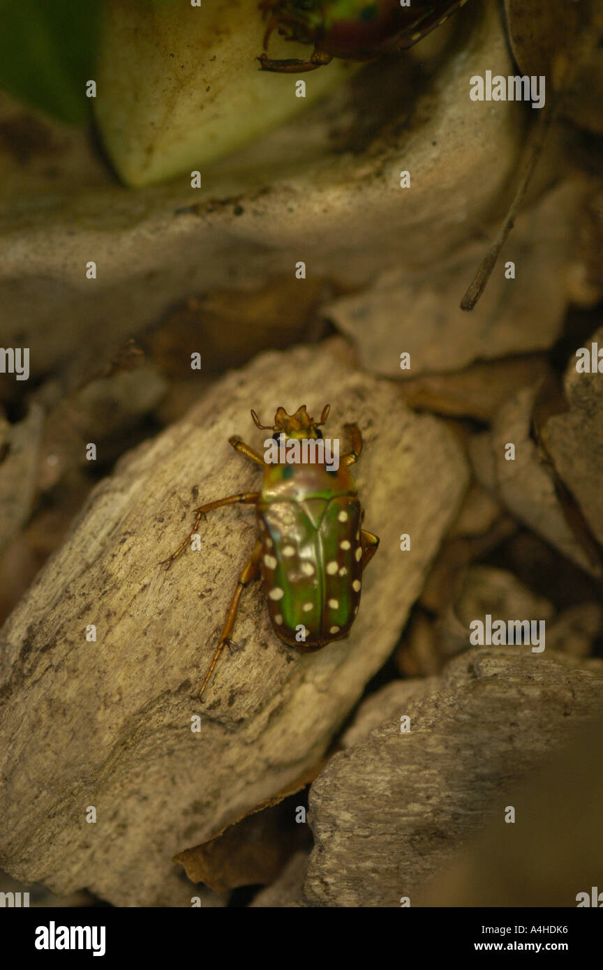 Flower Beetle Stephanorrhina princeps Tanzania Africa insect colorful ...