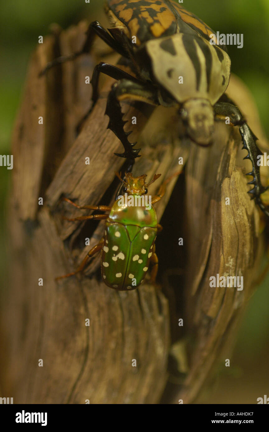 Flower Beetle Stephanorrhina princeps Tanzania Africa insect colorful ...