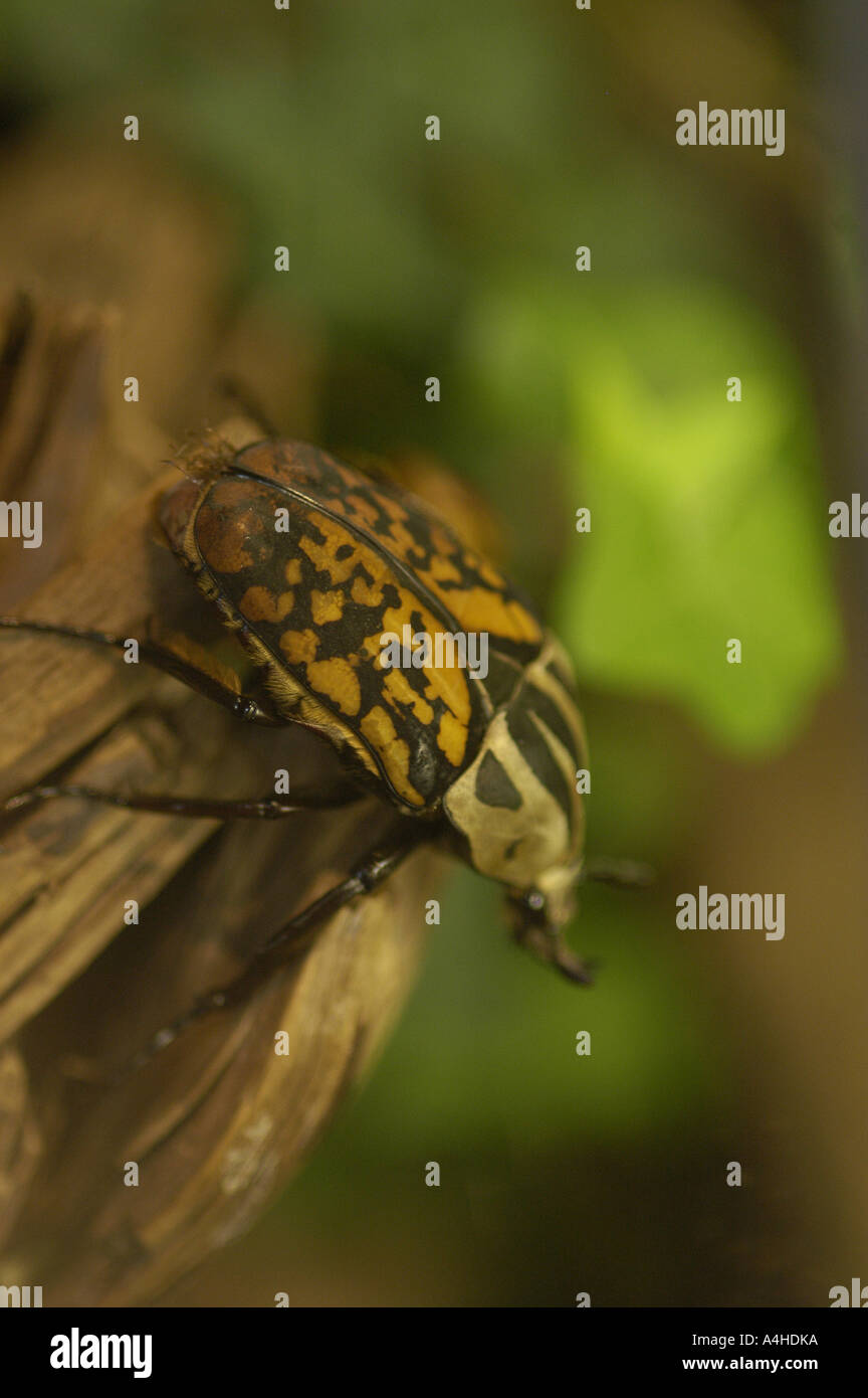 Endopterygota eukaryotae eukaryote flower flower beetle geographic hi ...