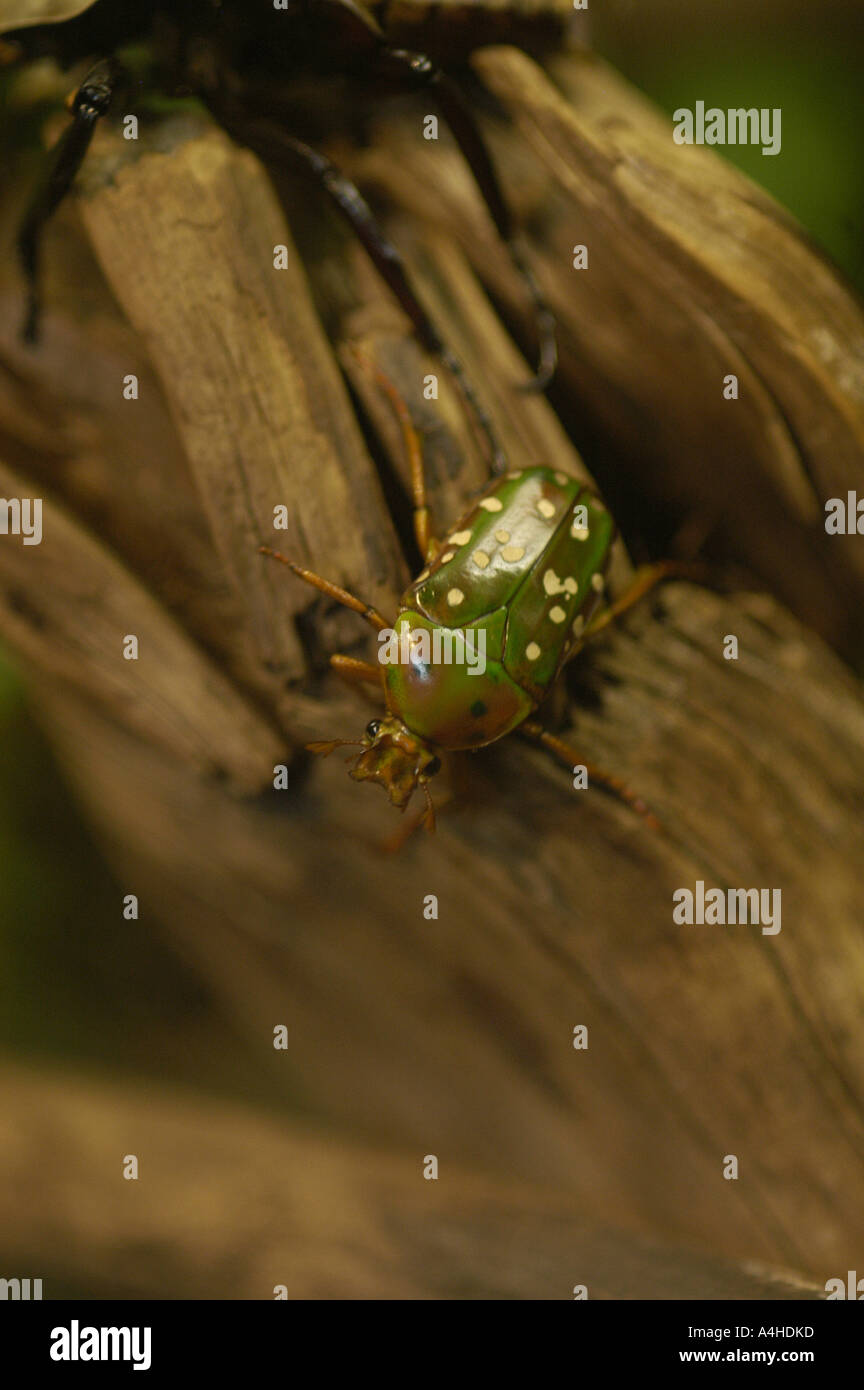 Flower Beetle Stephanorrhina princeps Tanzania Africa insect colorful ...