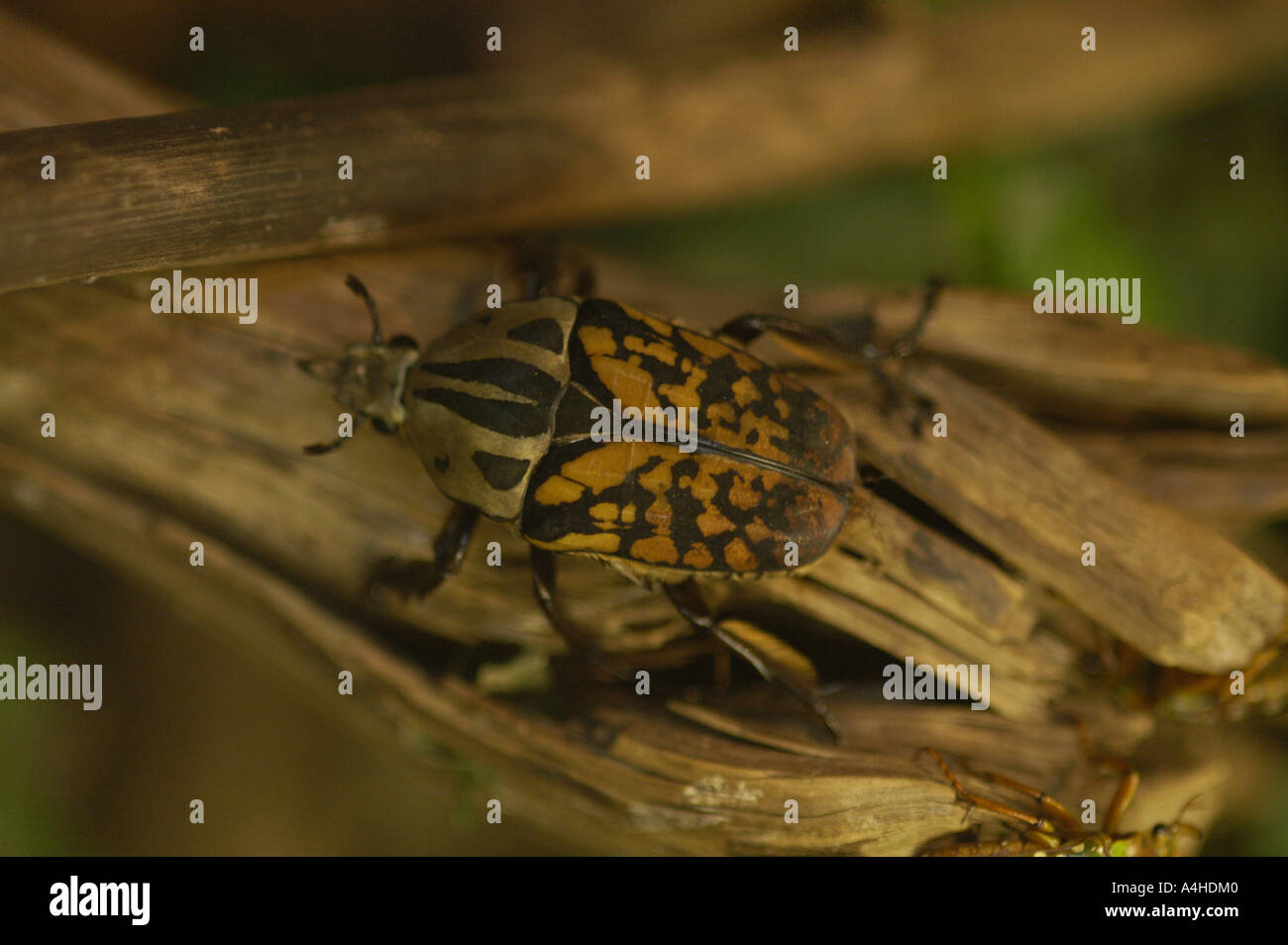 Endopterygota hi-res stock photography and images - Alamy