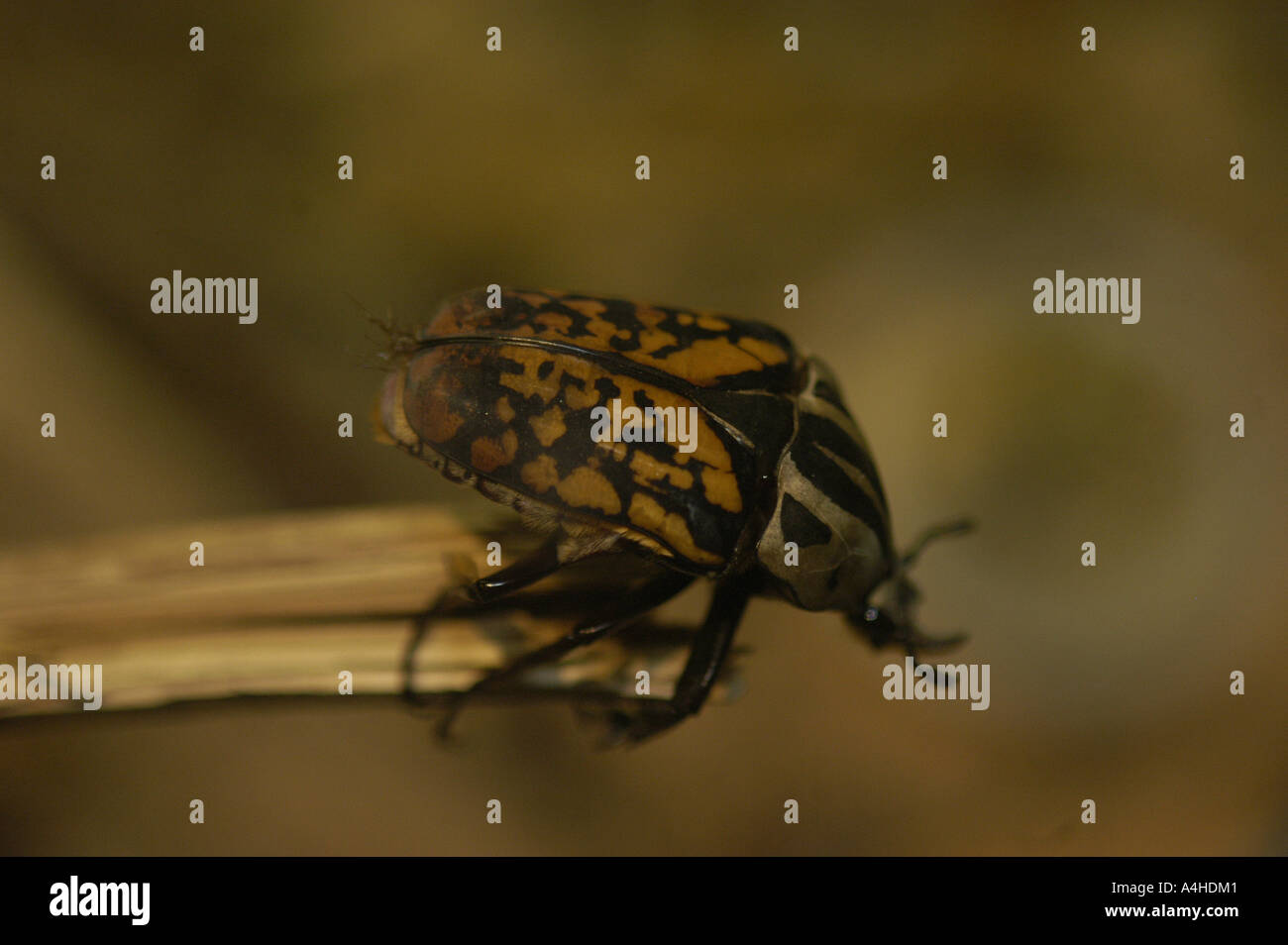 Endopterygota eukaryotae eukaryote flower flower beetle geographic hi ...