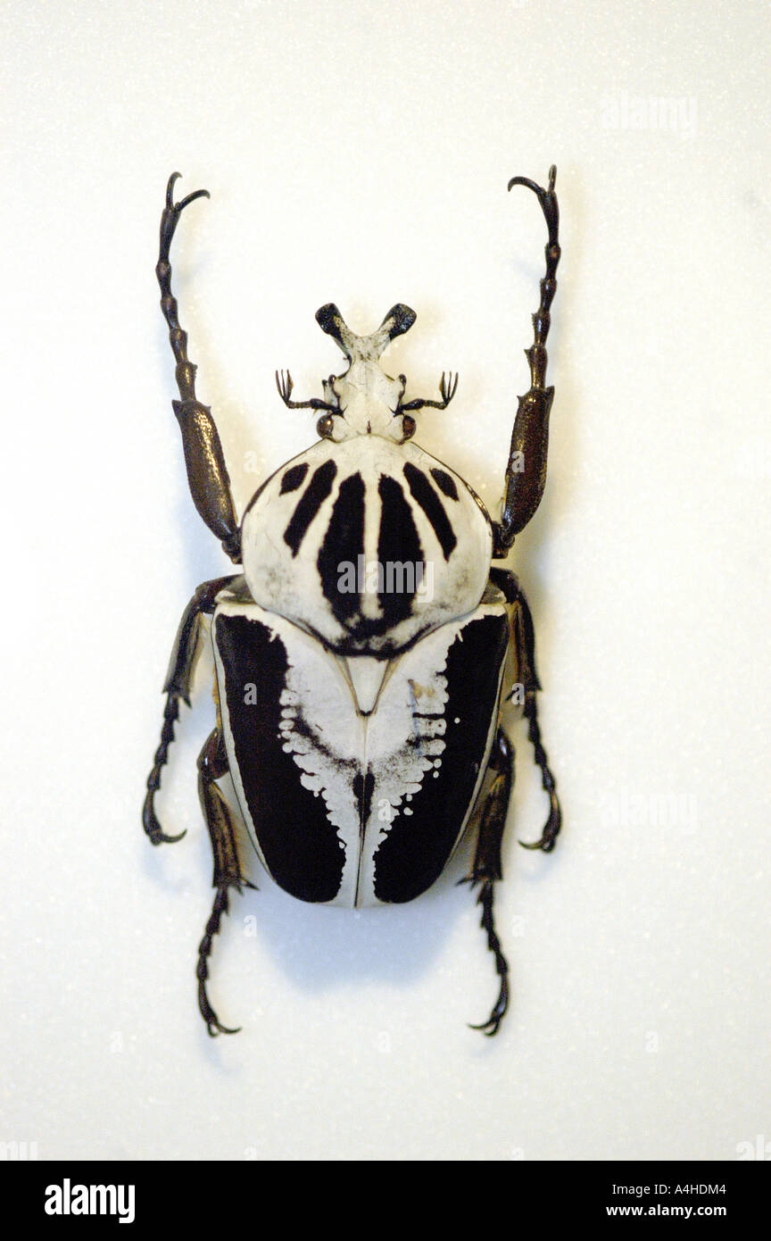 Scarab beattle Africa Flower Beetle Stephanorrhina princeps Tanzania ...