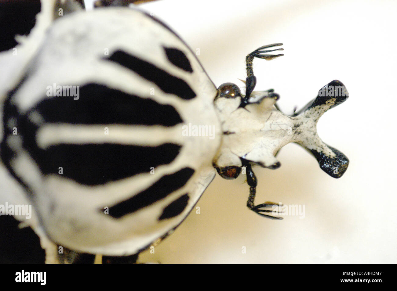 Scarab beattle Africa Flower Beetle Stephanorrhina princeps Tanzania ...