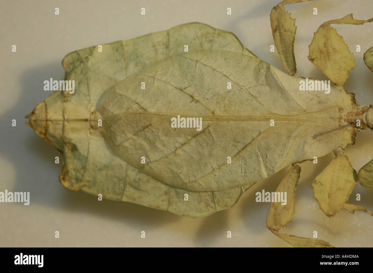 Leaf Insect Phyllidae Philippines Asia camouflage mimetism camo green ...