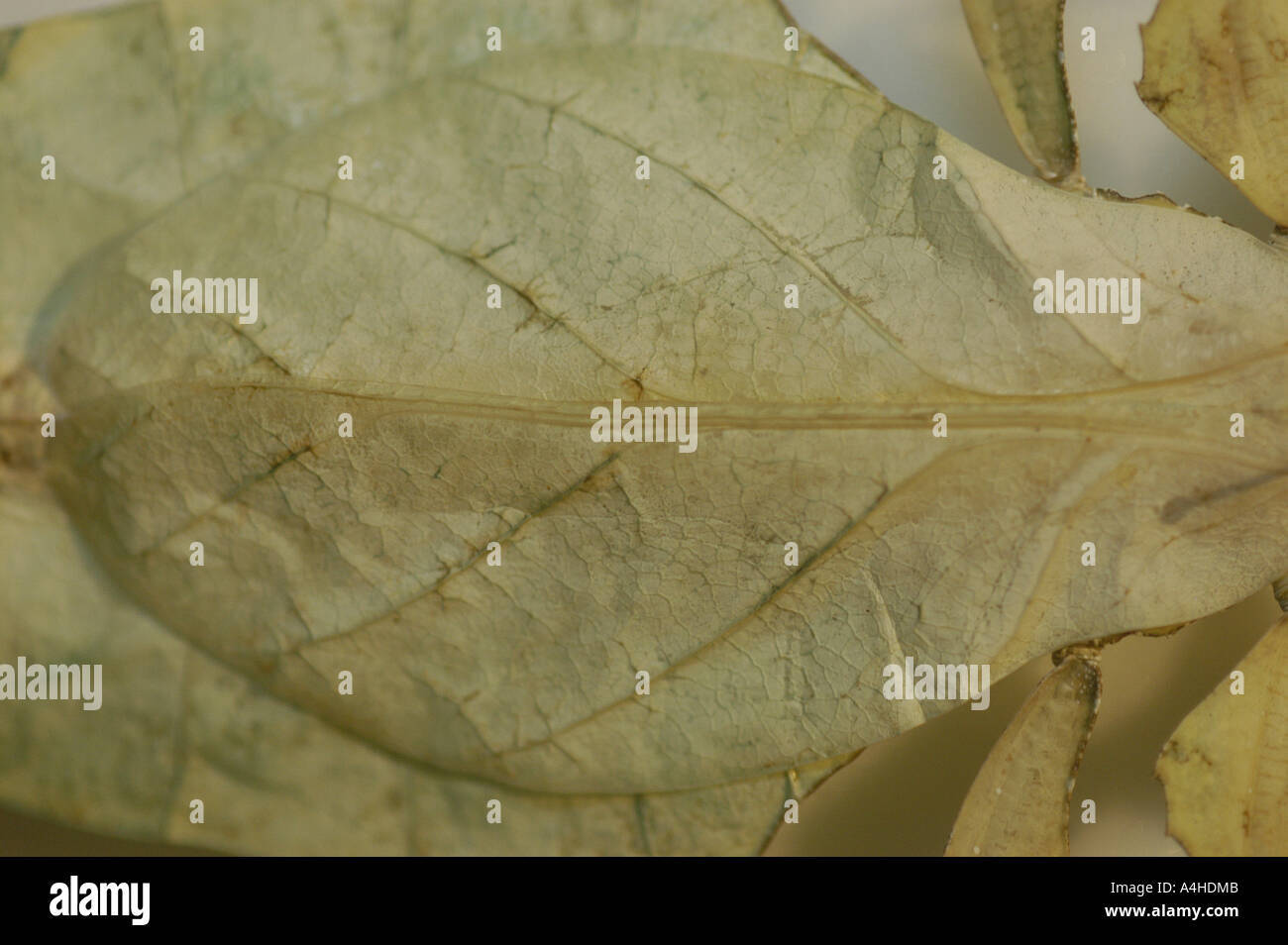 Leaf Insect Phyllidae Philippines Asia camouflage mimetism camo green ...