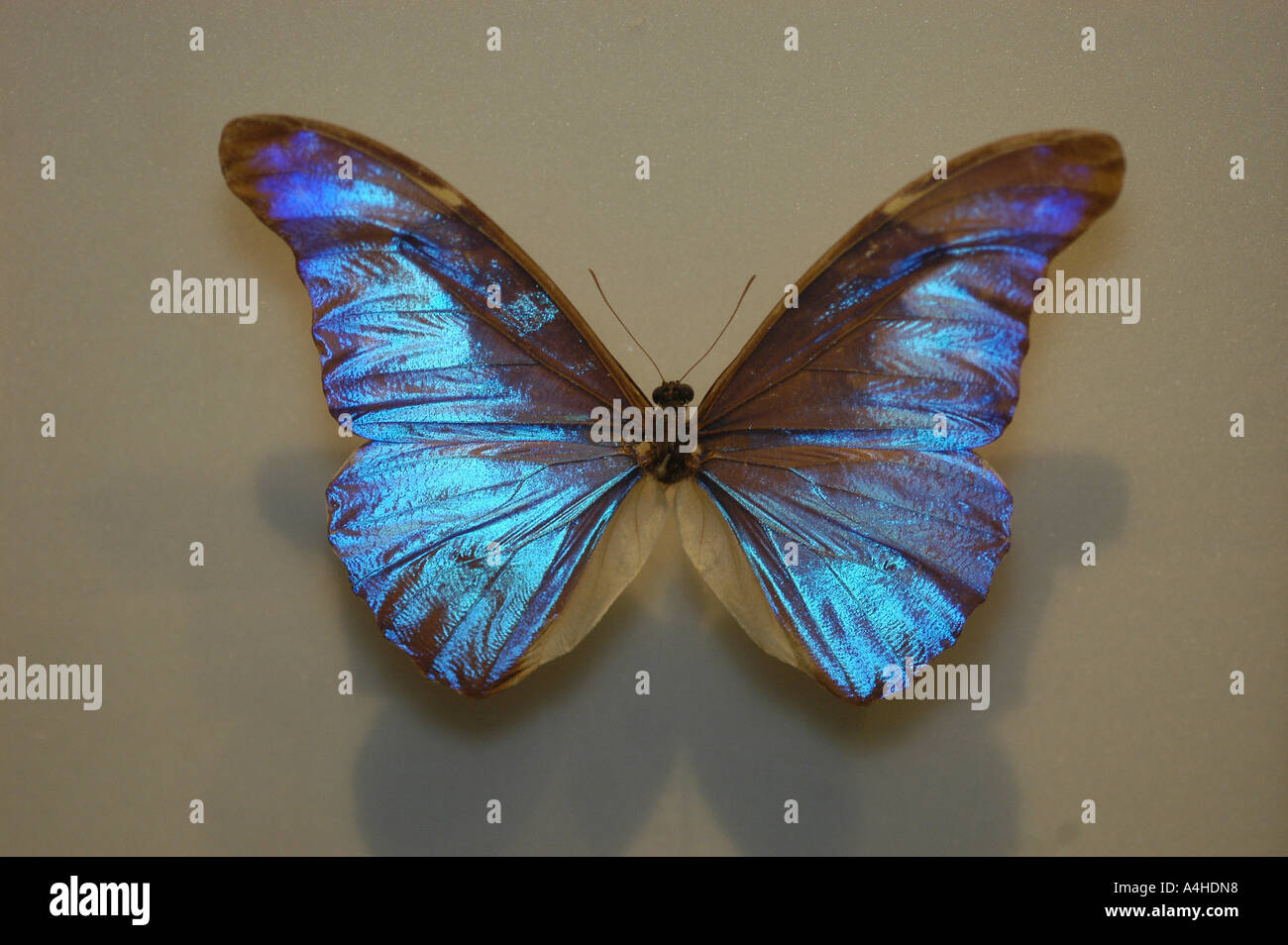 Morpho morpho sp hi-res stock photography and images - Alamy
