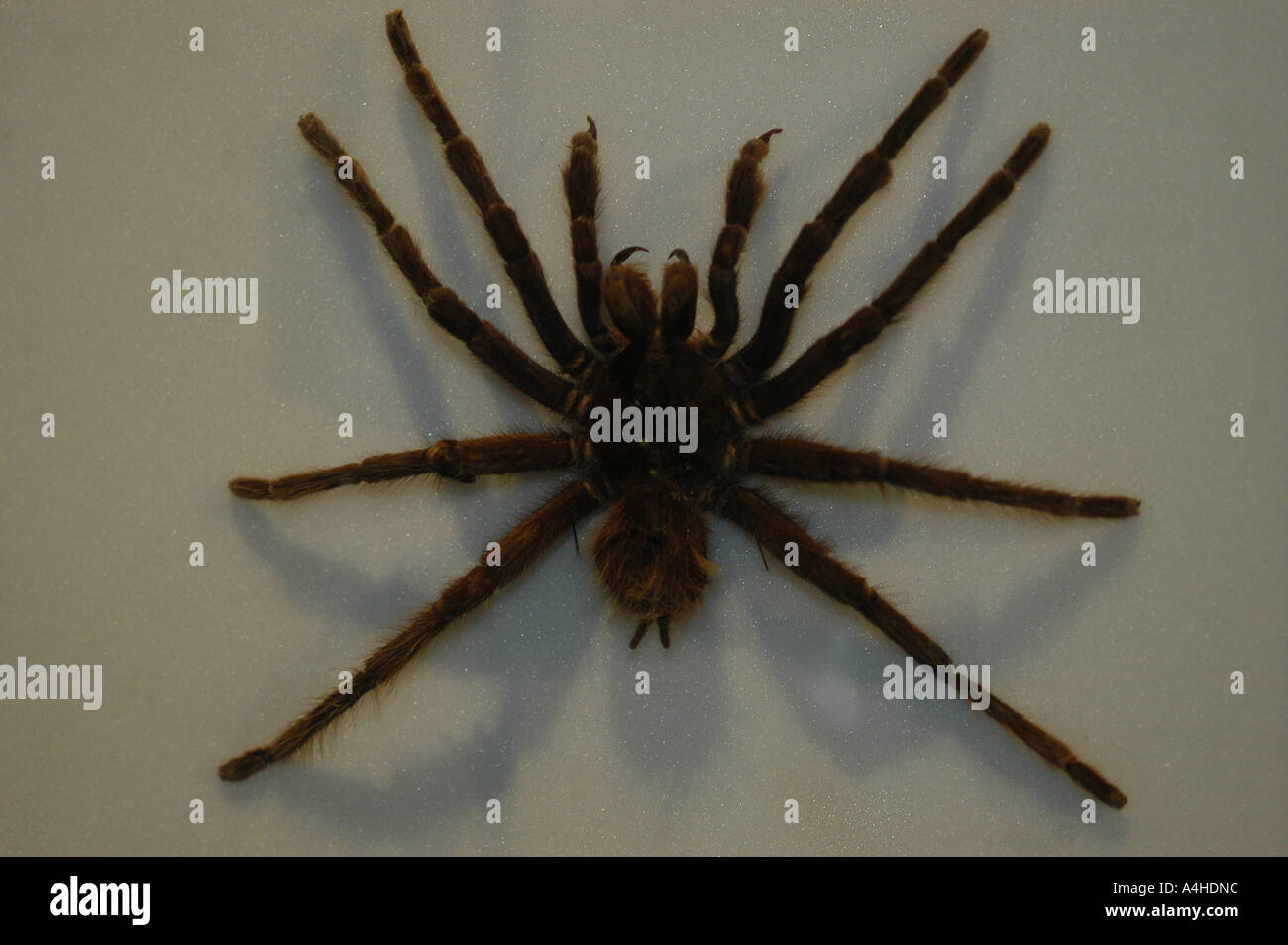 Tarantula animal animals creature creatures spider spiders tarantula ...