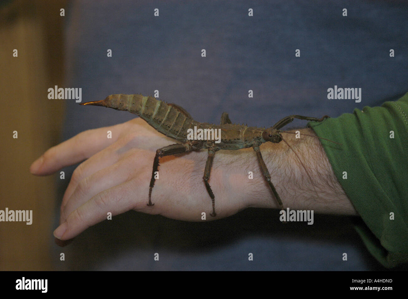 Giant spiny stick insect erycatha on a mans hand and arm Indonesia asia ...
