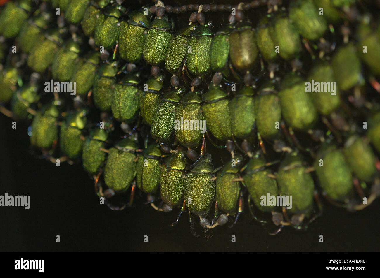 Necklace made by the Sequoia ecuadorian indigenous tribe using green ...