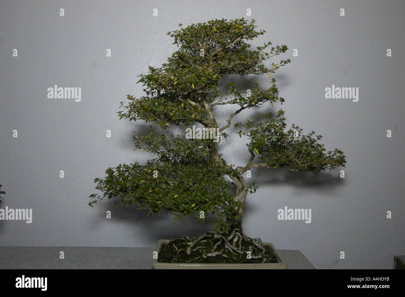 Japanese Bonsai Collection Botanical Gardens Montreal Quebec Canada ...