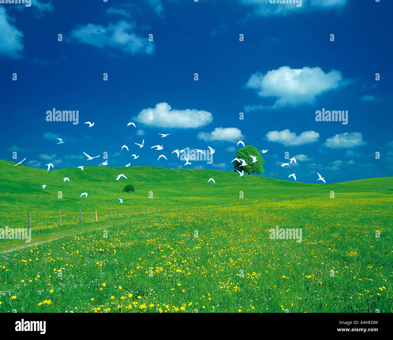 A flock of white birds flying over a field Stock Photo - Alamy