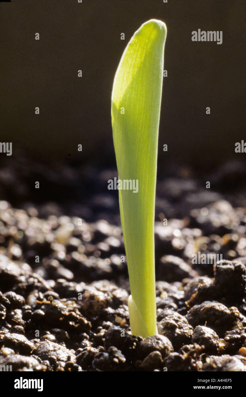 Maize shoot germinating and breaking through soil Stock Photo - Alamy
