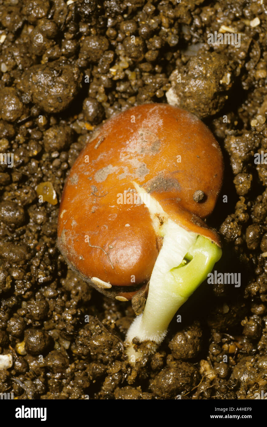 Germinating broad bean Vicia faba dicotyledon Stock Photo - Alamy
