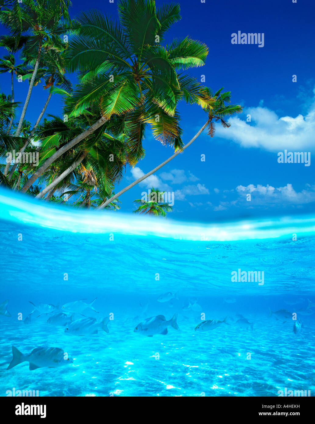 Fish in the ocean under the clear blue sky Stock Photo - Alamy