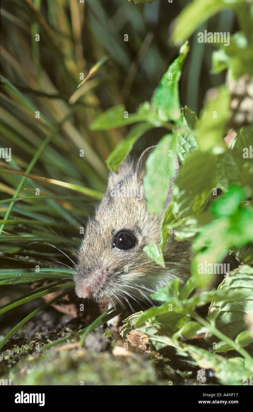Long tailed field mouse hi-res stock photography and images - Alamy