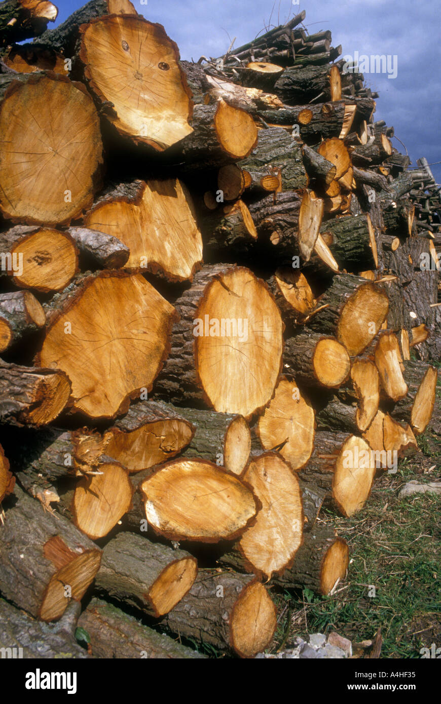 Felled tree trunks Somerset UK Uppermost log has knots and looks like a ...