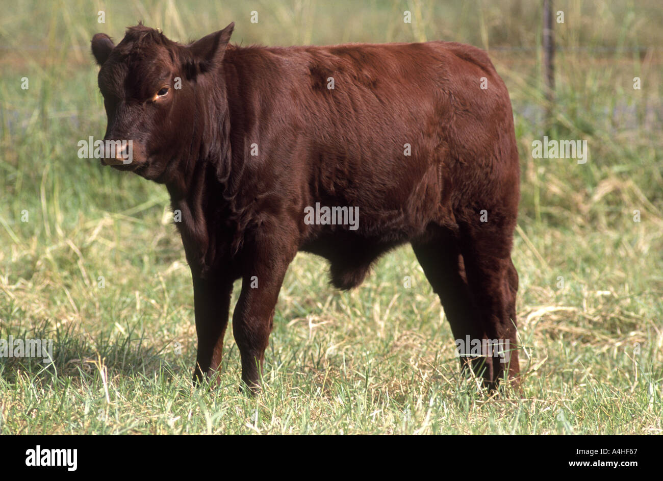 Santa Gertrudis Red Poll cross bull calf Stock Photo - Alamy
