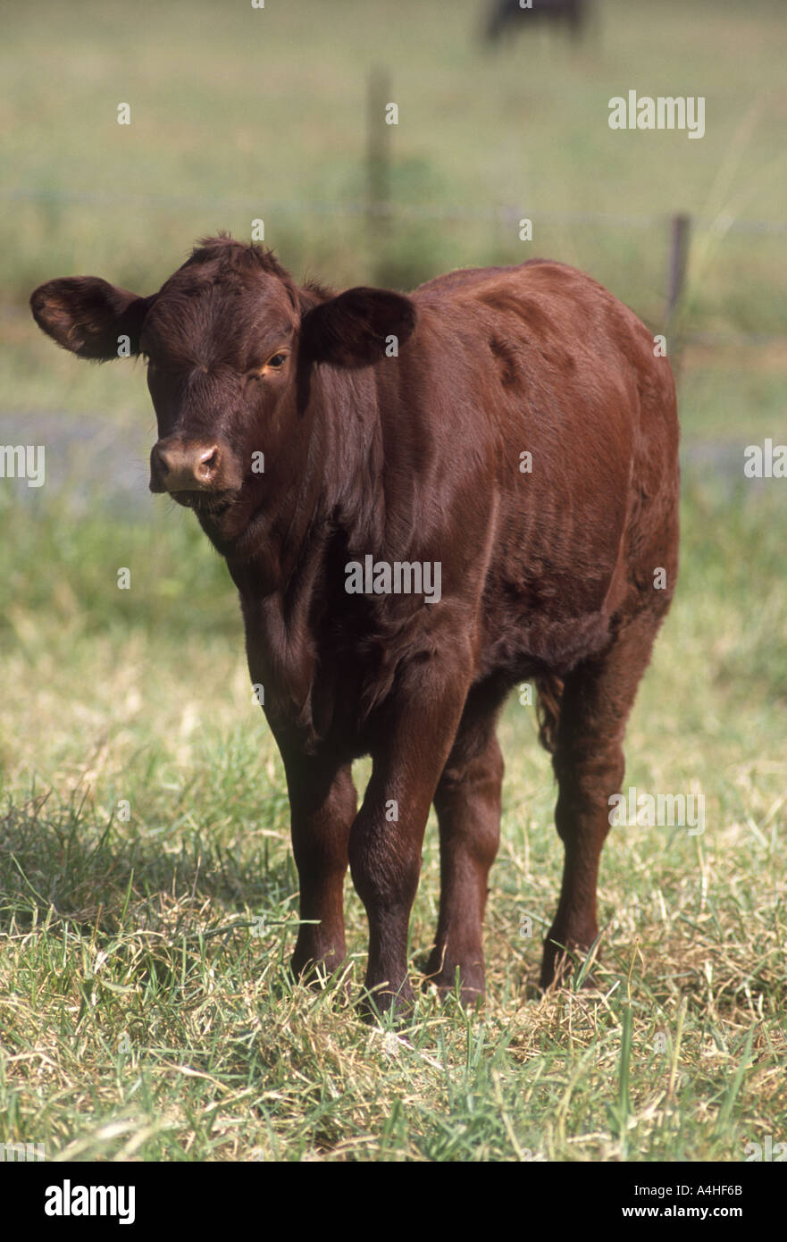 Santa Gertrudis Red Poll Heifer Calf Stock Photo - Alamy