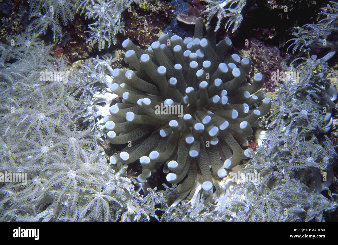 Showing polyps hi-res stock photography and images - Alamy