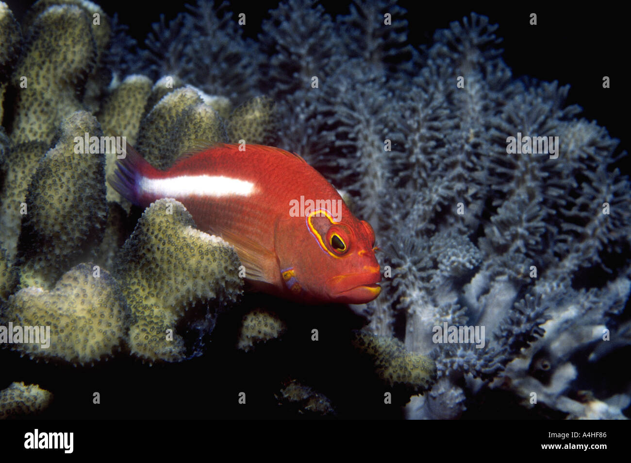 Arc eye hawkfish hi-res stock photography and images - Alamy