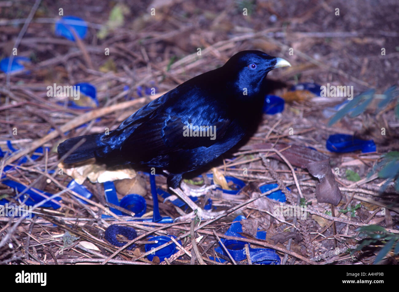 Male Satin Bowerbird, Ptilonorhynchus violaceus Stock Photo - Alamy
