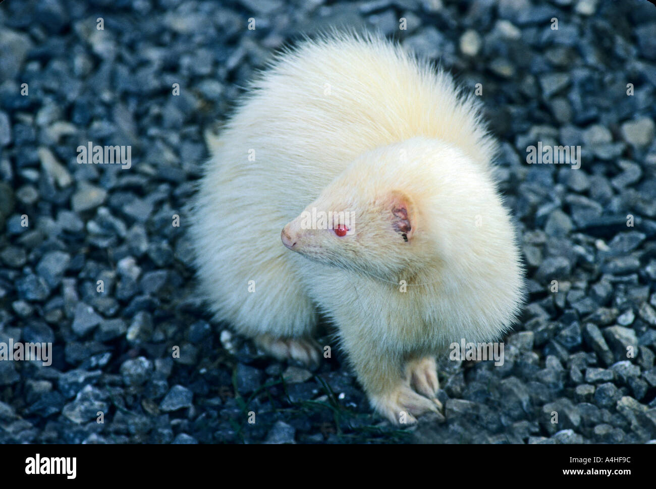 Mustella putorius hi-res stock photography and images - Alamy