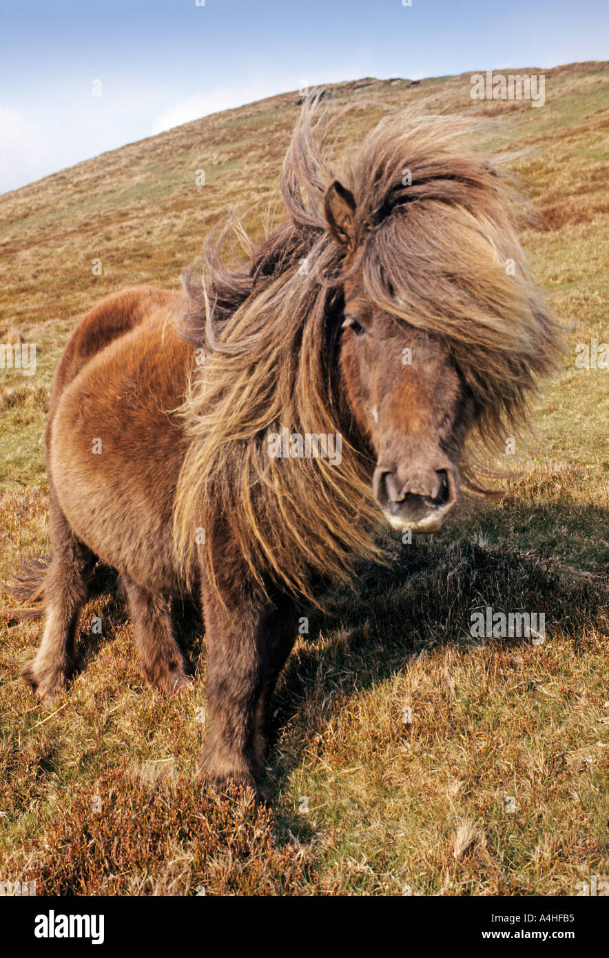 Pony standing with hair blowing in wind Gower South Wales UK Stock ...