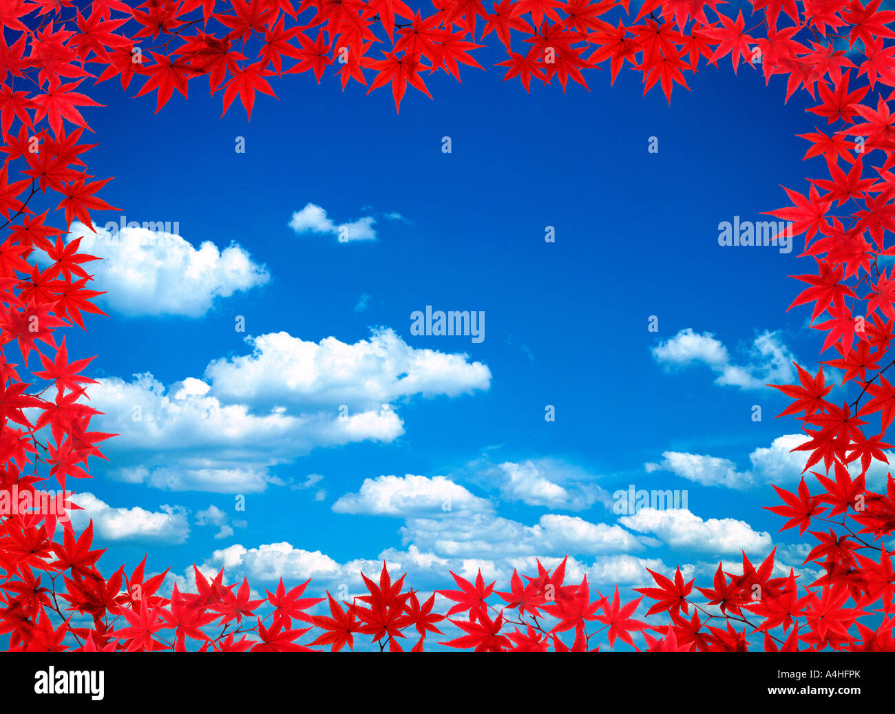 Red maple leaves border with a background of clouds in a blue sky Stock ...