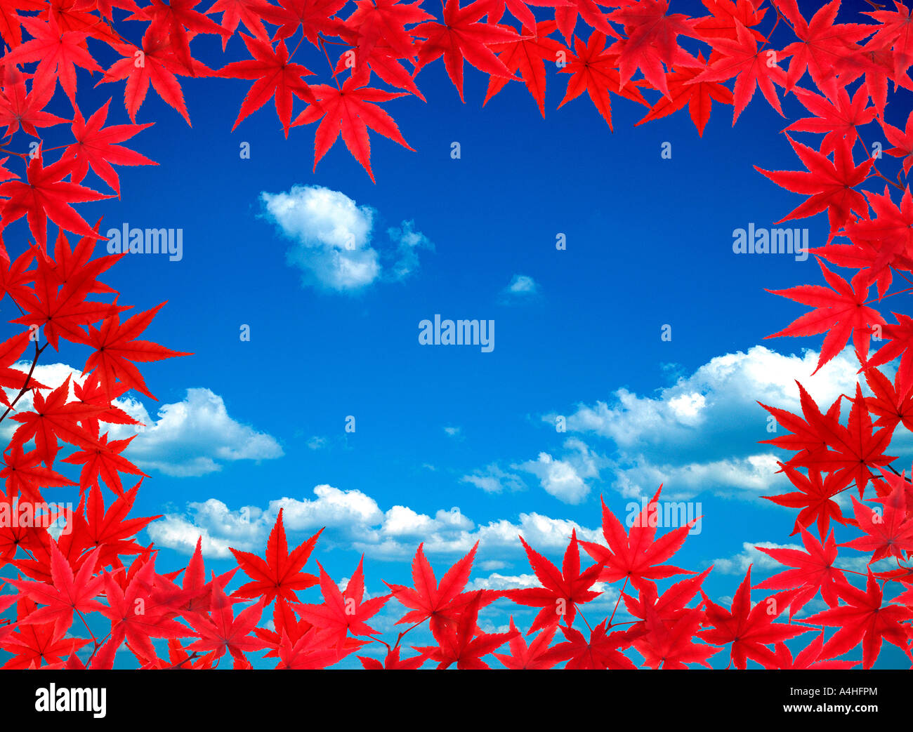Red maple leaves border with a background of clouds in a blue sky Stock ...