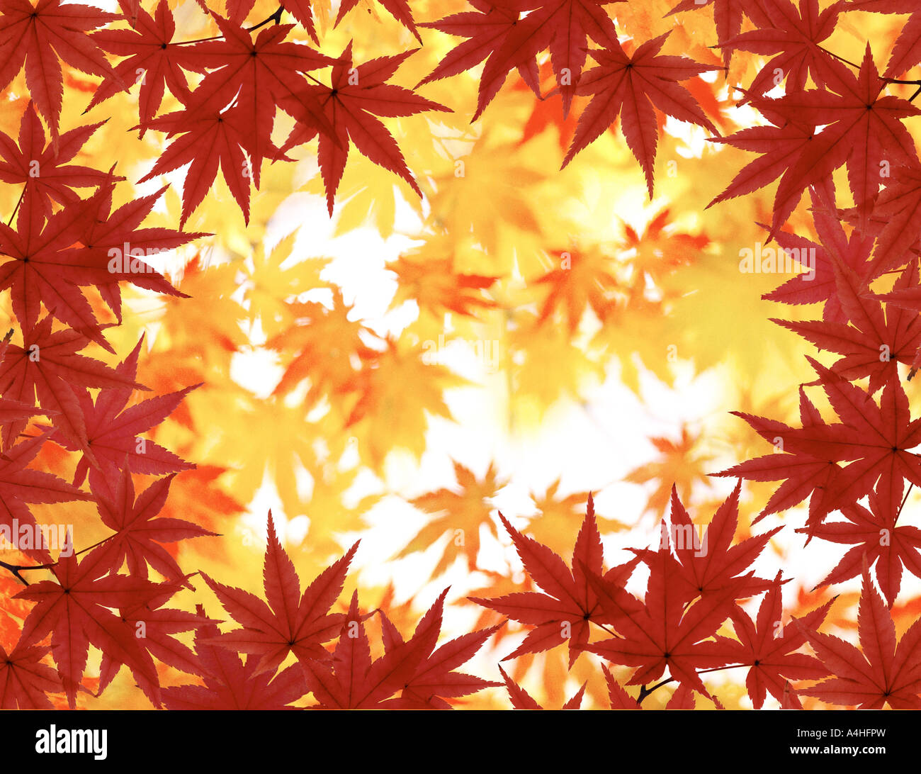 A border of red maple leaves with lighter maple leaves in the ...