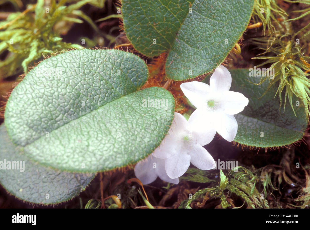 White trailing leaves hi-res stock photography and images - Alamy
