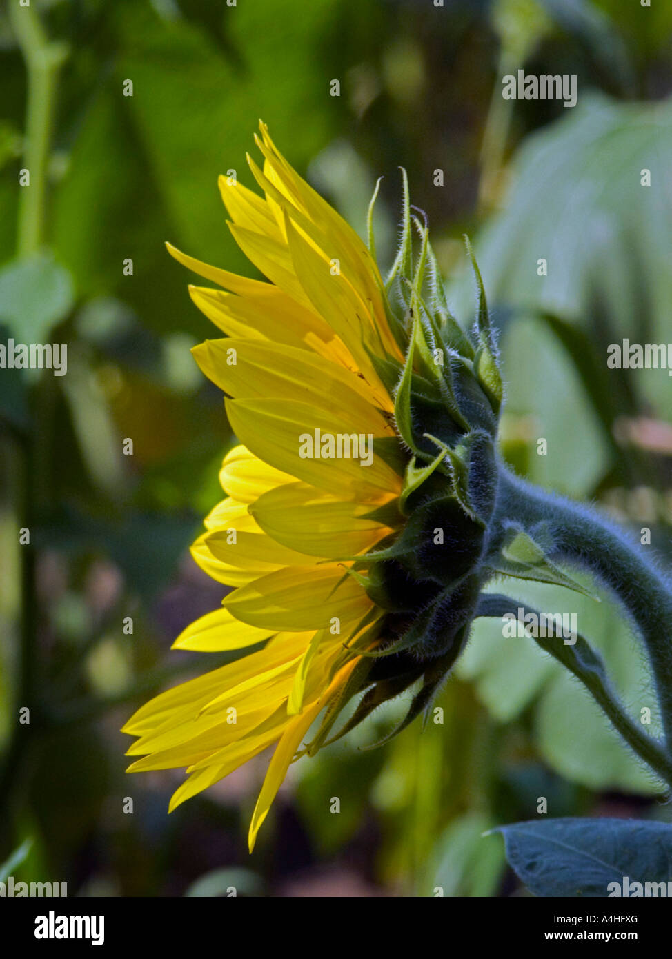 Cultivated Sunflower field in bloom Stock Photo - Alamy