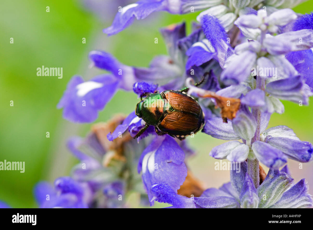 Popillia japonica japanese beetle hi-res stock photography and images ...