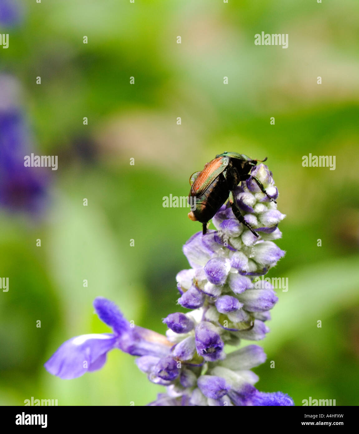Popillia japonica japanese beetle hi-res stock photography and images ...