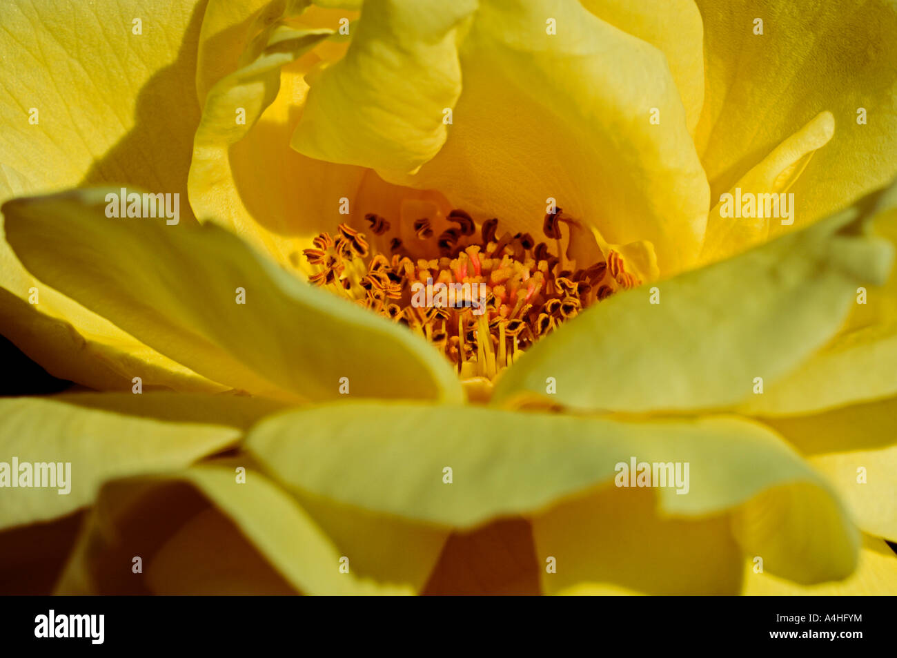 Yellow Rose petals and flower center Stock Photo - Alamy