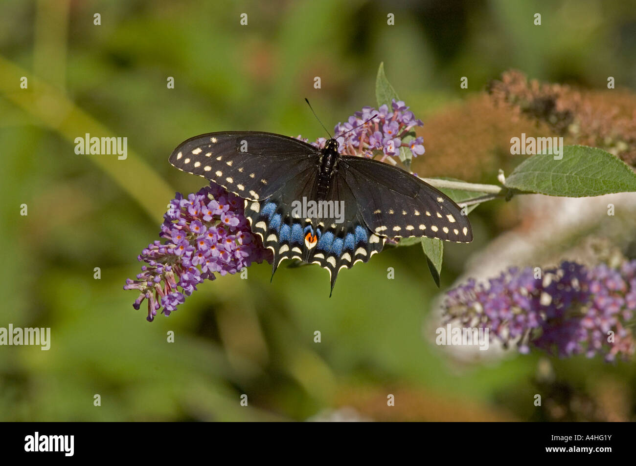 Eastern Black Swallowtail nectaring on a Butterfly Bush flower Stock ...