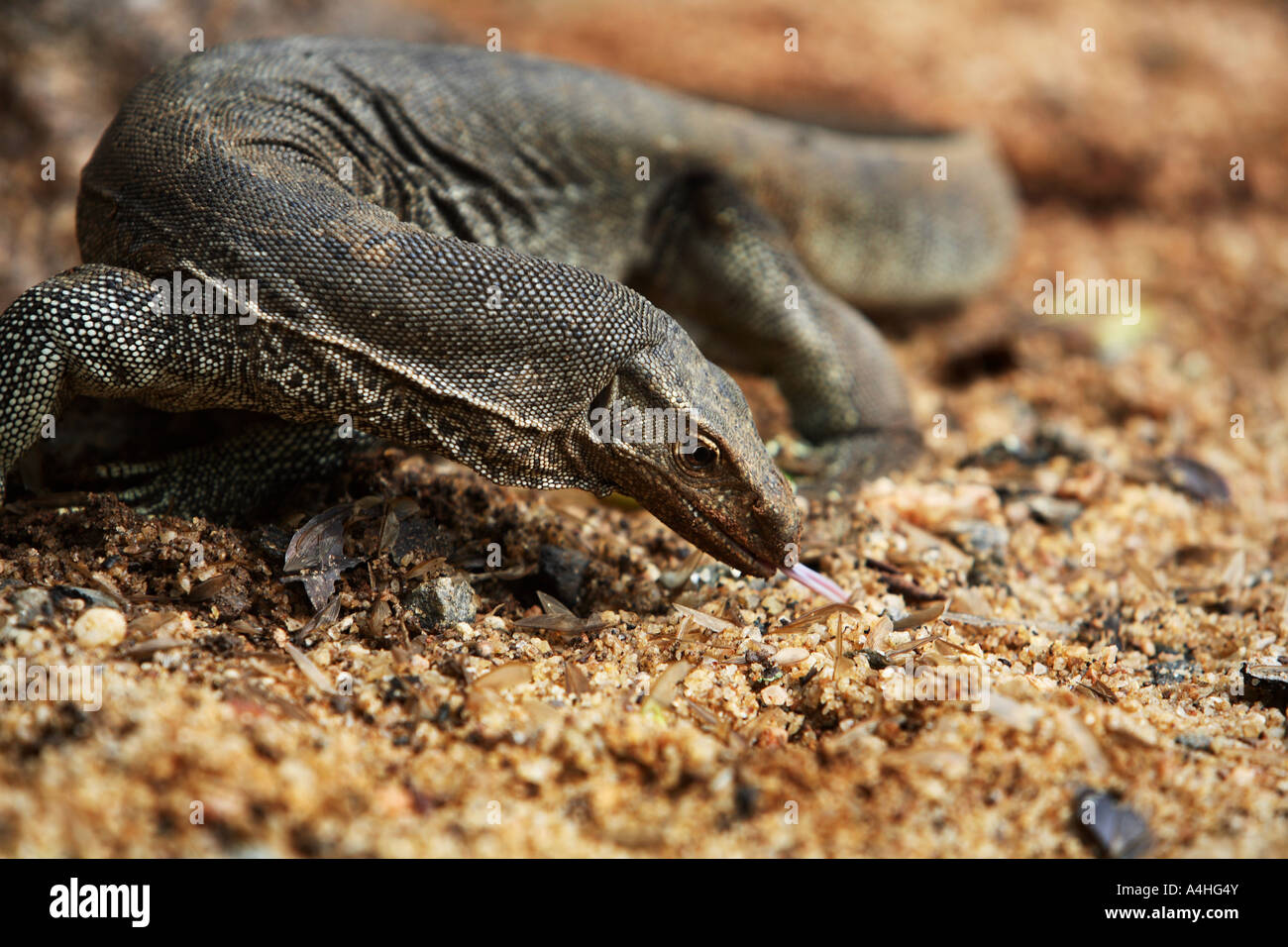Horizontal environmental portrait in close up of monitor lizard feeding ...