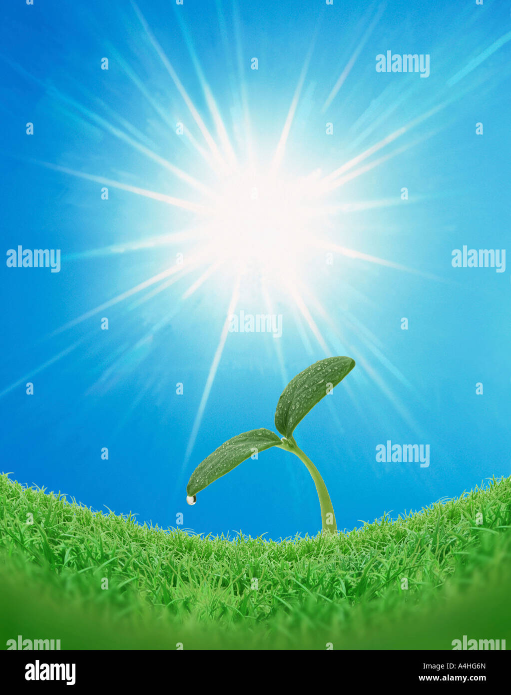 A green sprout under a shining sun Stock Photo - Alamy