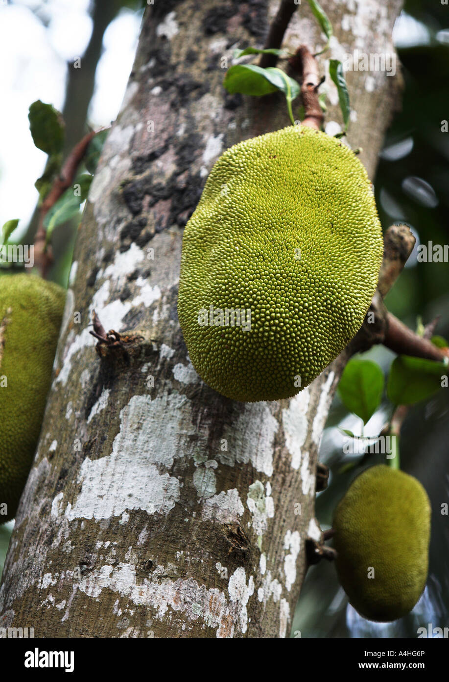 Spice export asia hi-res stock photography and images - Alamy